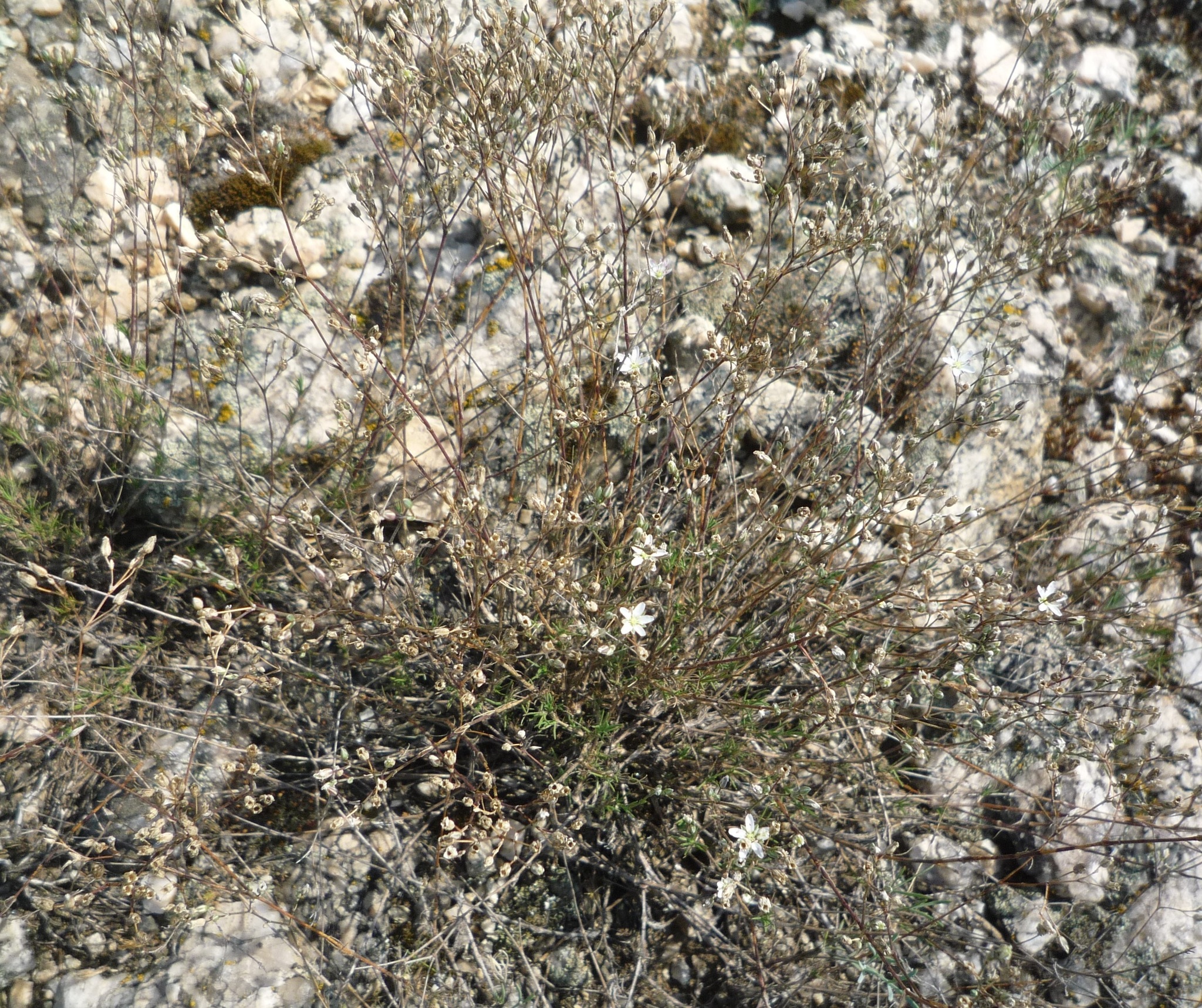 Minuartia setacea (Thuill.) Hayek