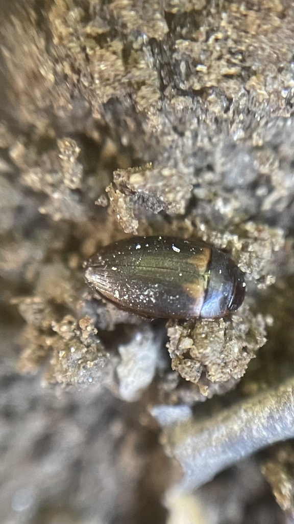 Copelatus teranishii from 松河戸町, 春日井市, 愛知県, JP on April 04, 2022 at 03: ...