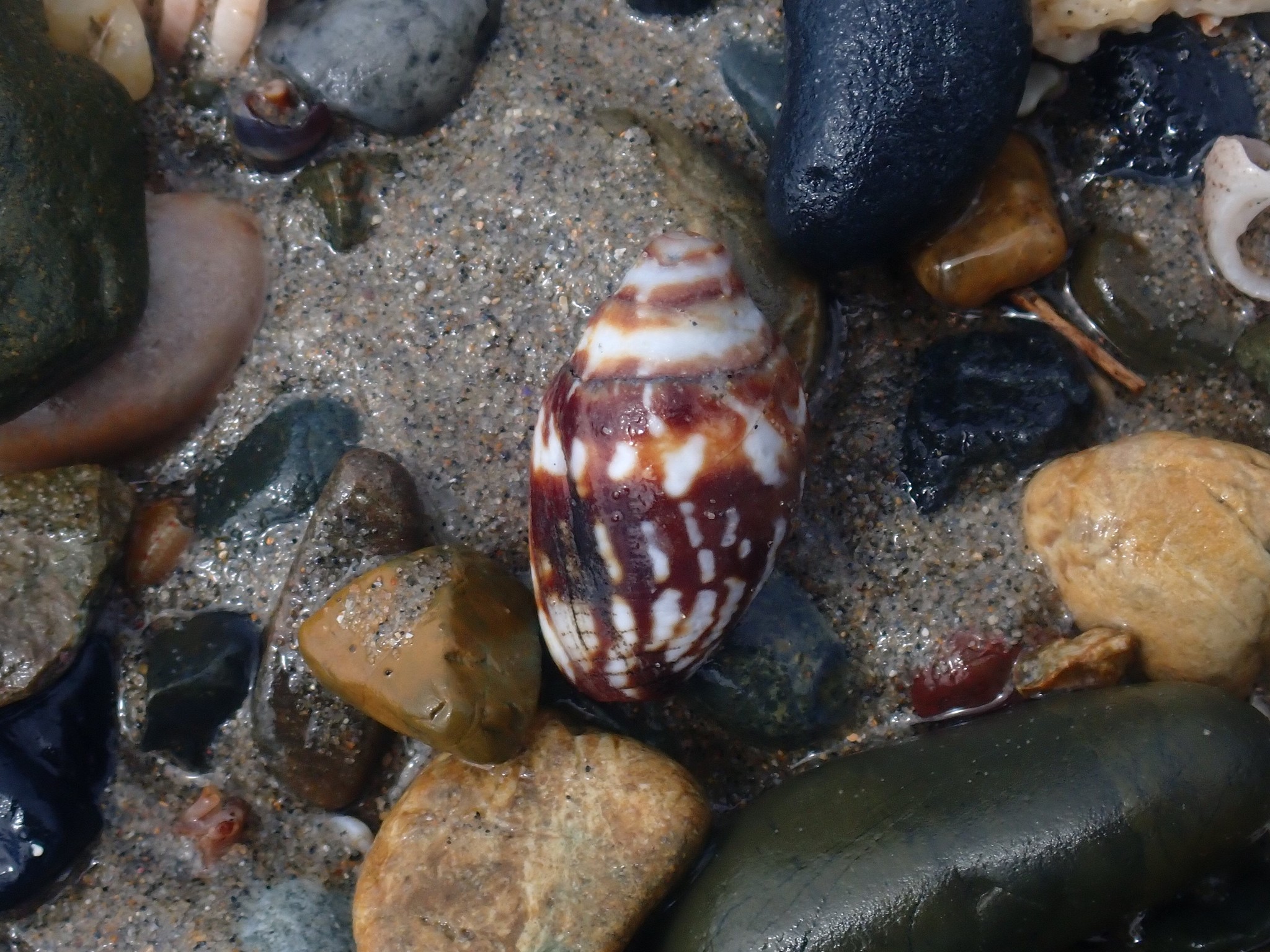 Strigatella litterata (Lamarck, 1811)