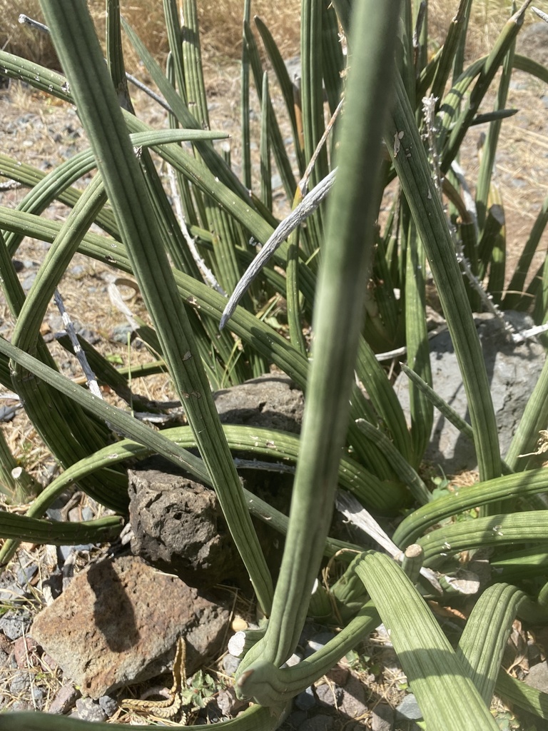 African Spear from Ka Iwi Scenic Shoreline, East Honolulu, HI, US on ...