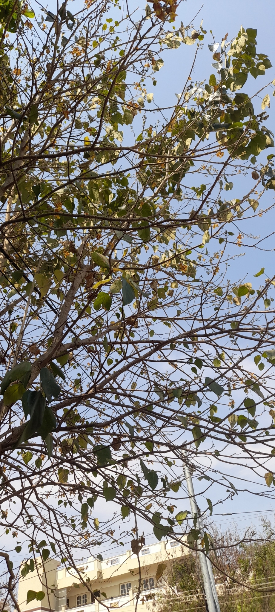 Gmelina arborea Roxb. ex Sm.