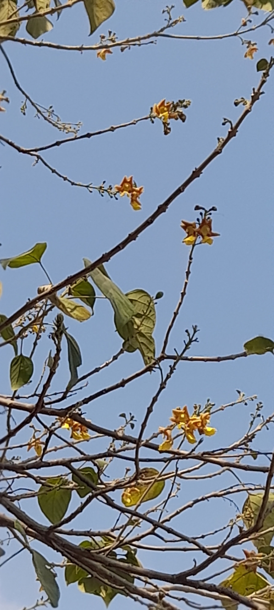 Gmelina arborea Roxb. ex Sm.