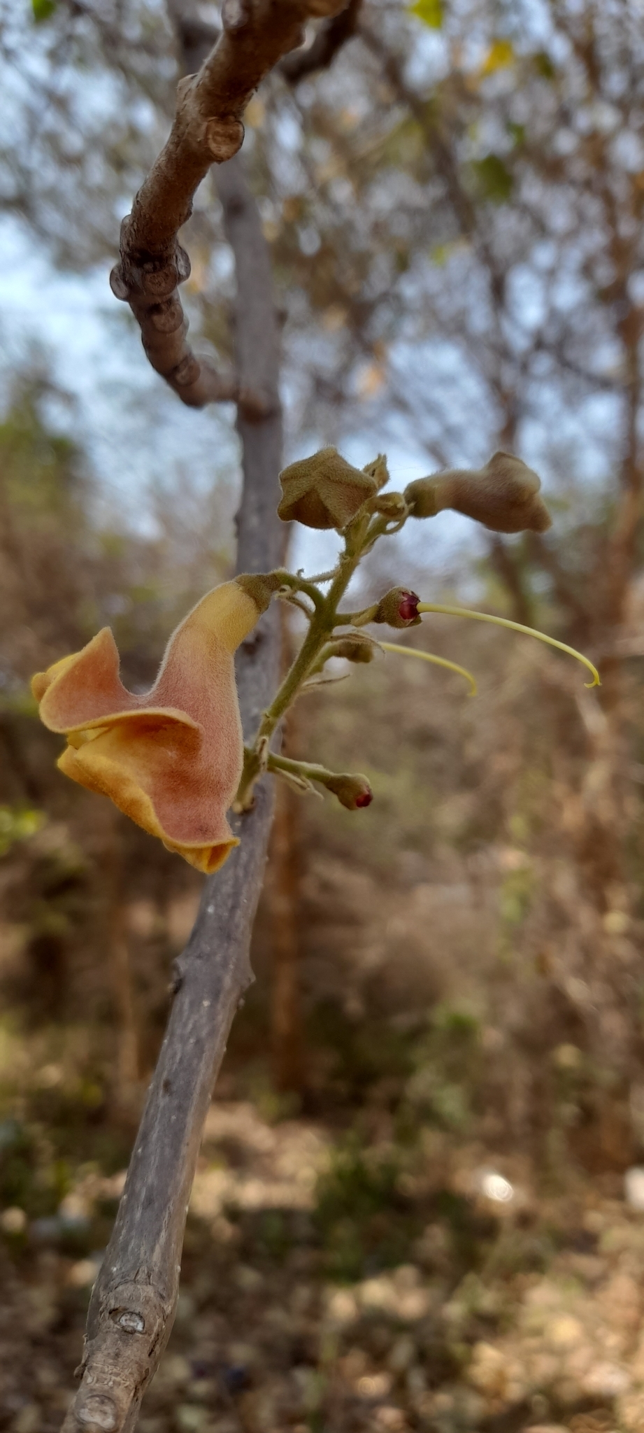 Gmelina arborea Roxb. ex Sm.