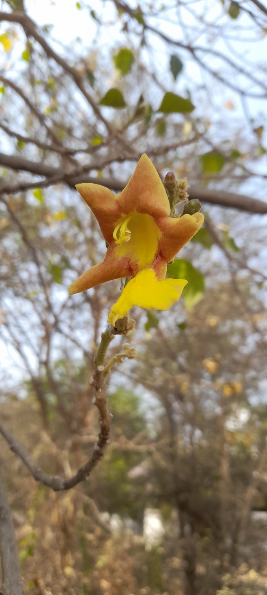 Gmelina arborea Roxb. ex Sm.