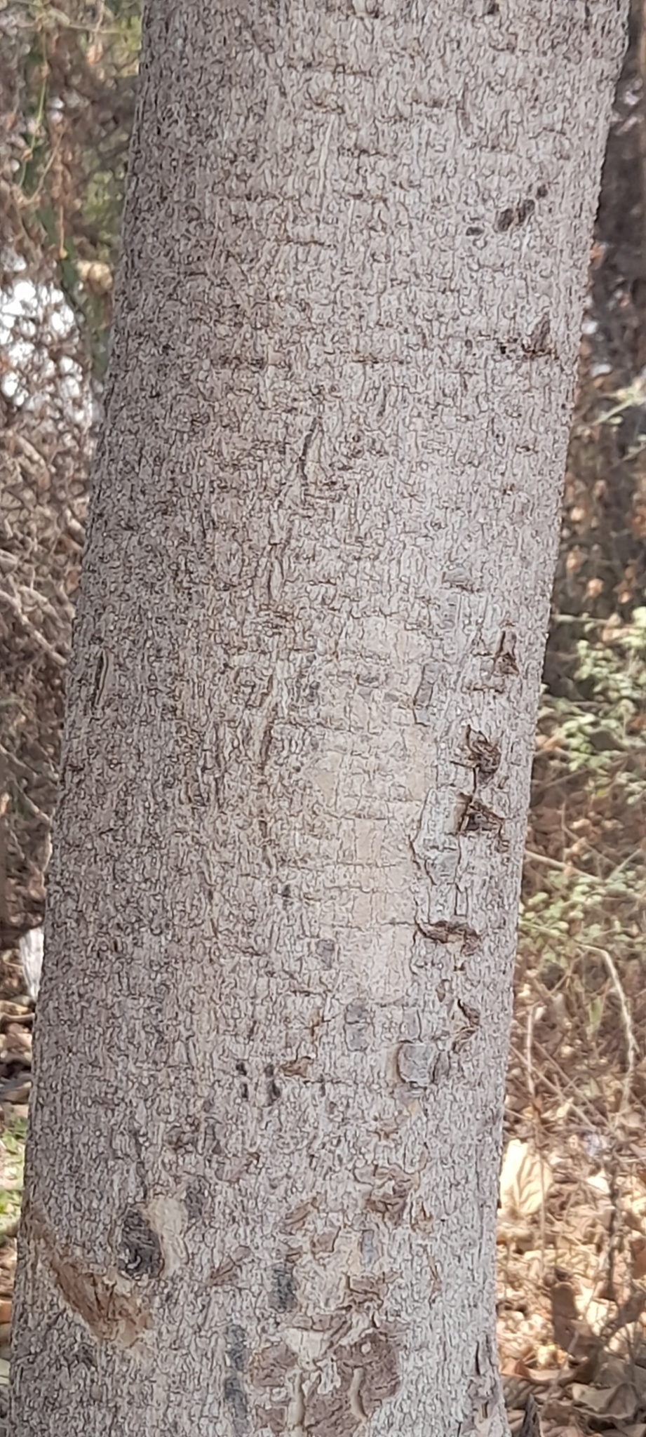 Gmelina arborea Roxb. ex Sm.