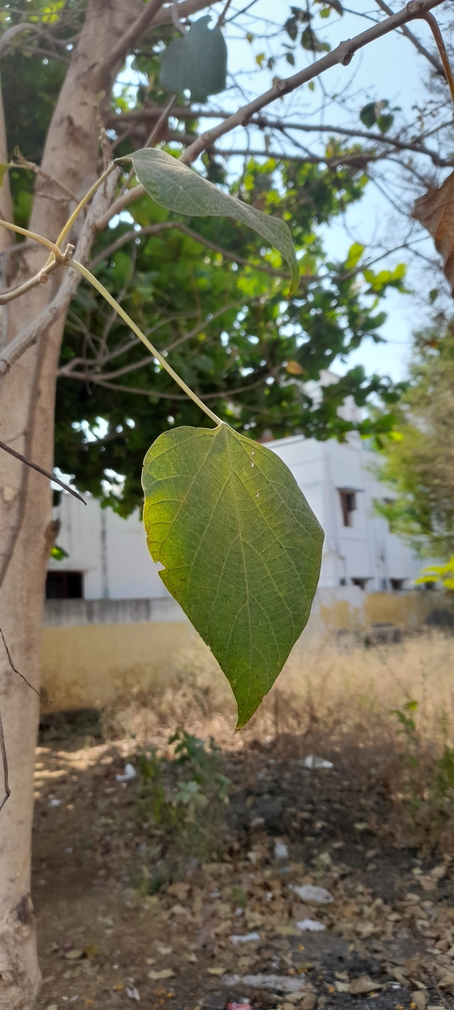 Gmelina arborea Roxb. ex Sm.