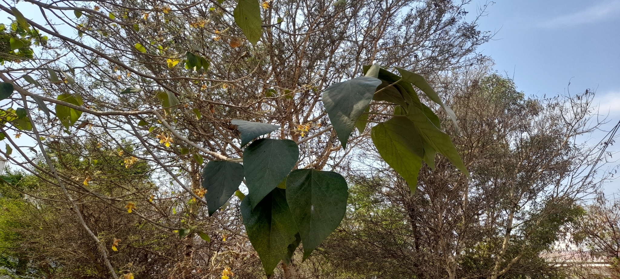 Gmelina arborea Roxb. ex Sm.