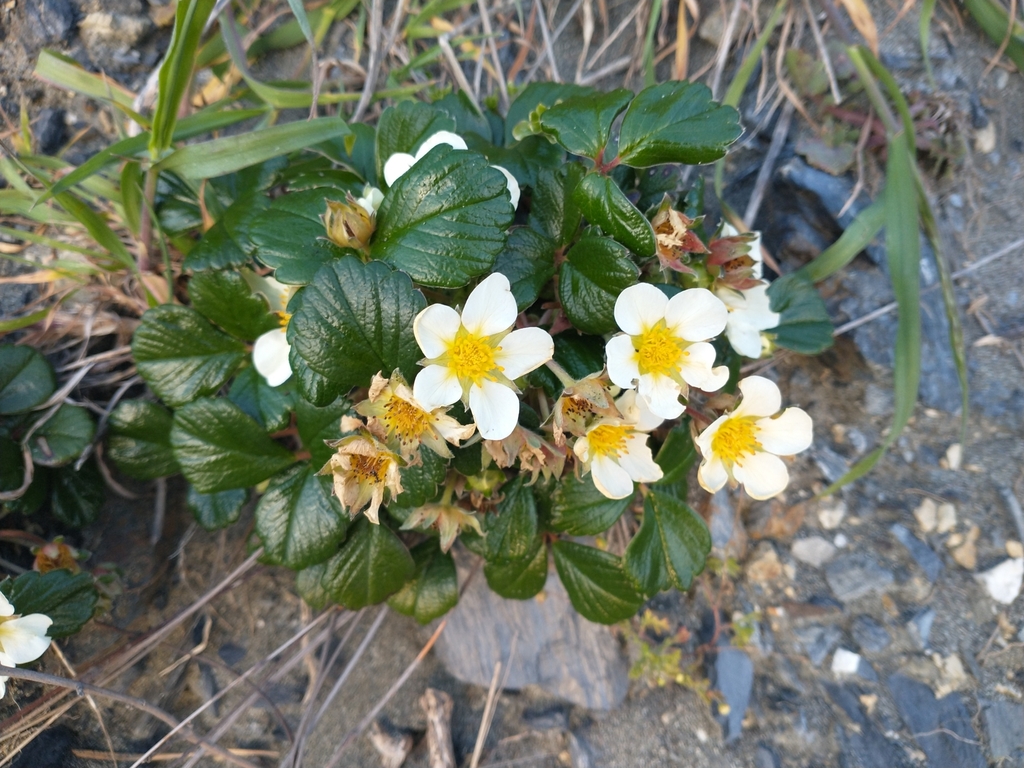 beach strawberry from Orick, CA 95555, USA on April 3, 2022 at 07:16 PM ...