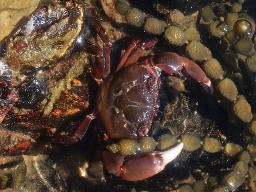 Smooth Red-eyed Crab from Woolgoolga NSW 2456, Australia on April 4 ...