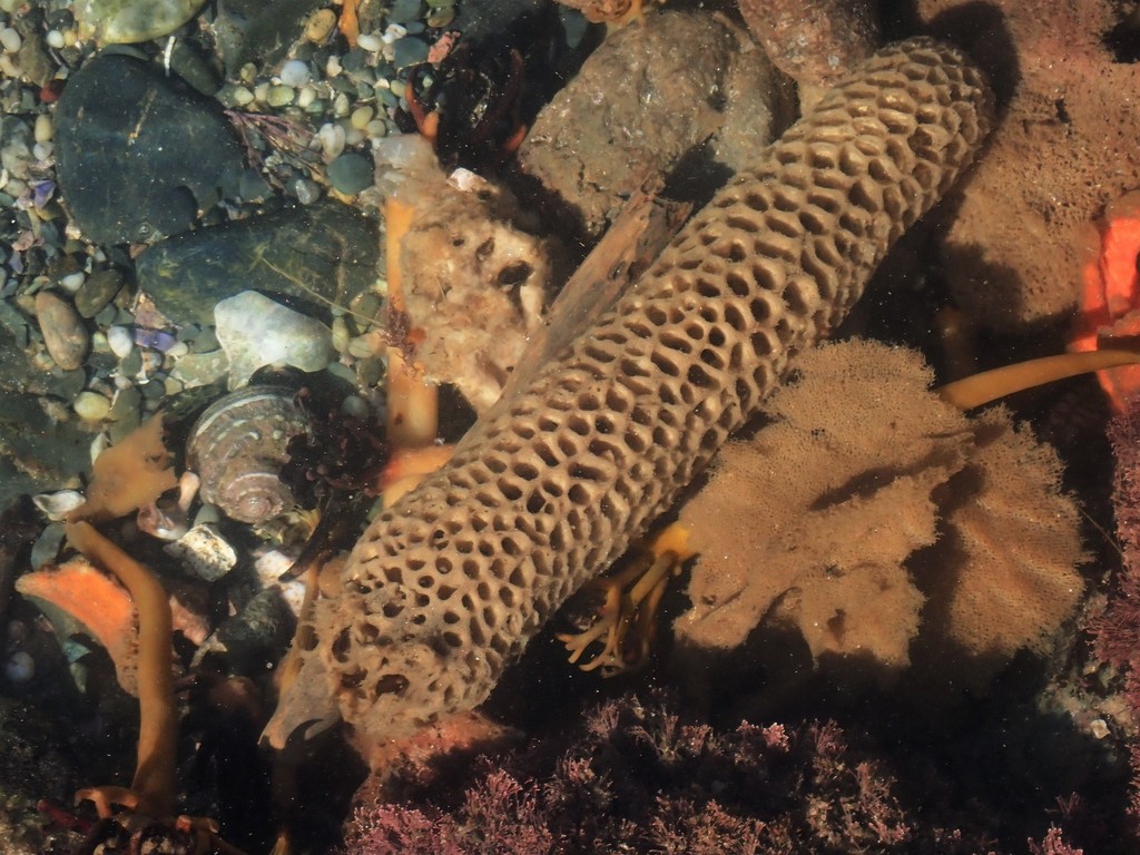 Cream honeycomb sponge from Woolgoolga NSW 2456, Australia on April 04 ...