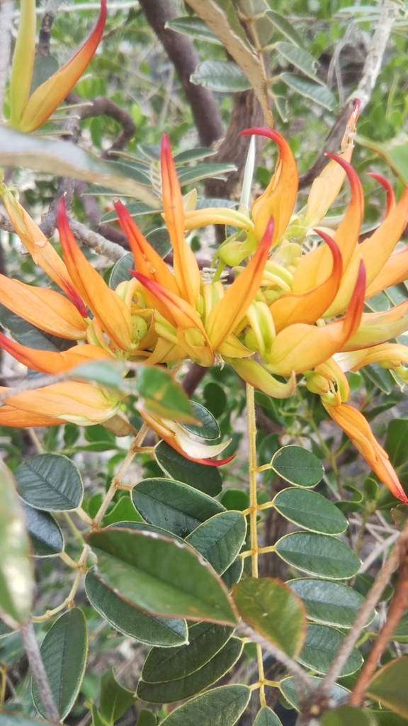 Chadsia racemosa from Diana, MG-AS, MG on March 02, 2022 at 02:29 PM by ...