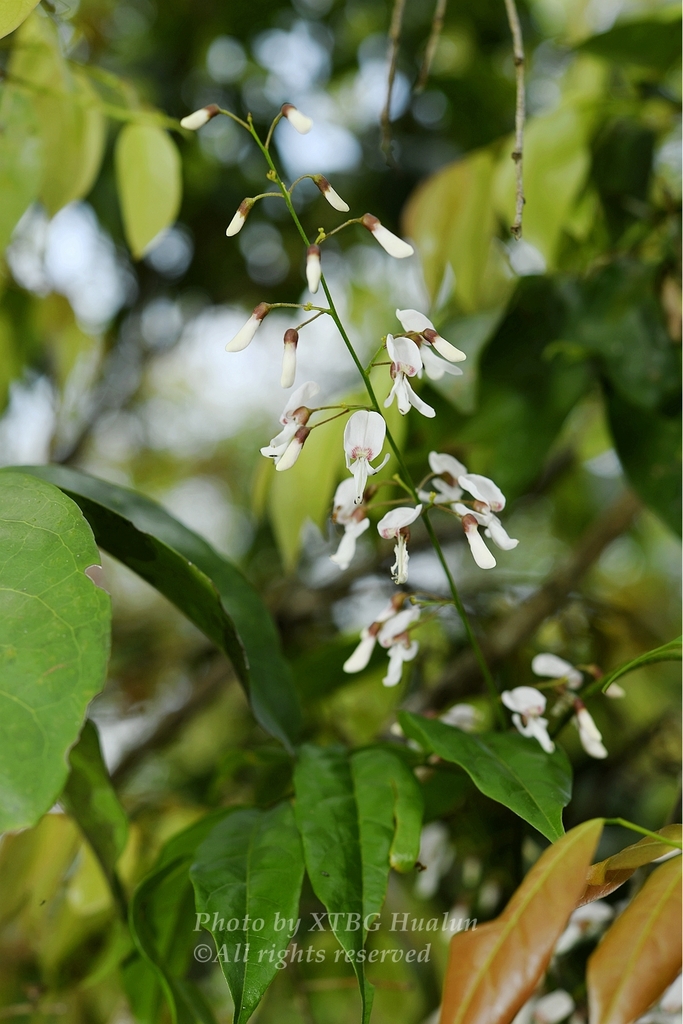 (Derris marginata) - Botanical Realm