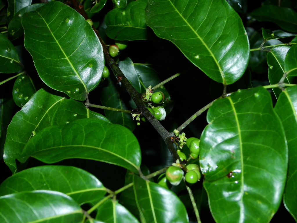 Protium heptaphyllum heptaphyllum from Remire-Montjoly, Guyane ...