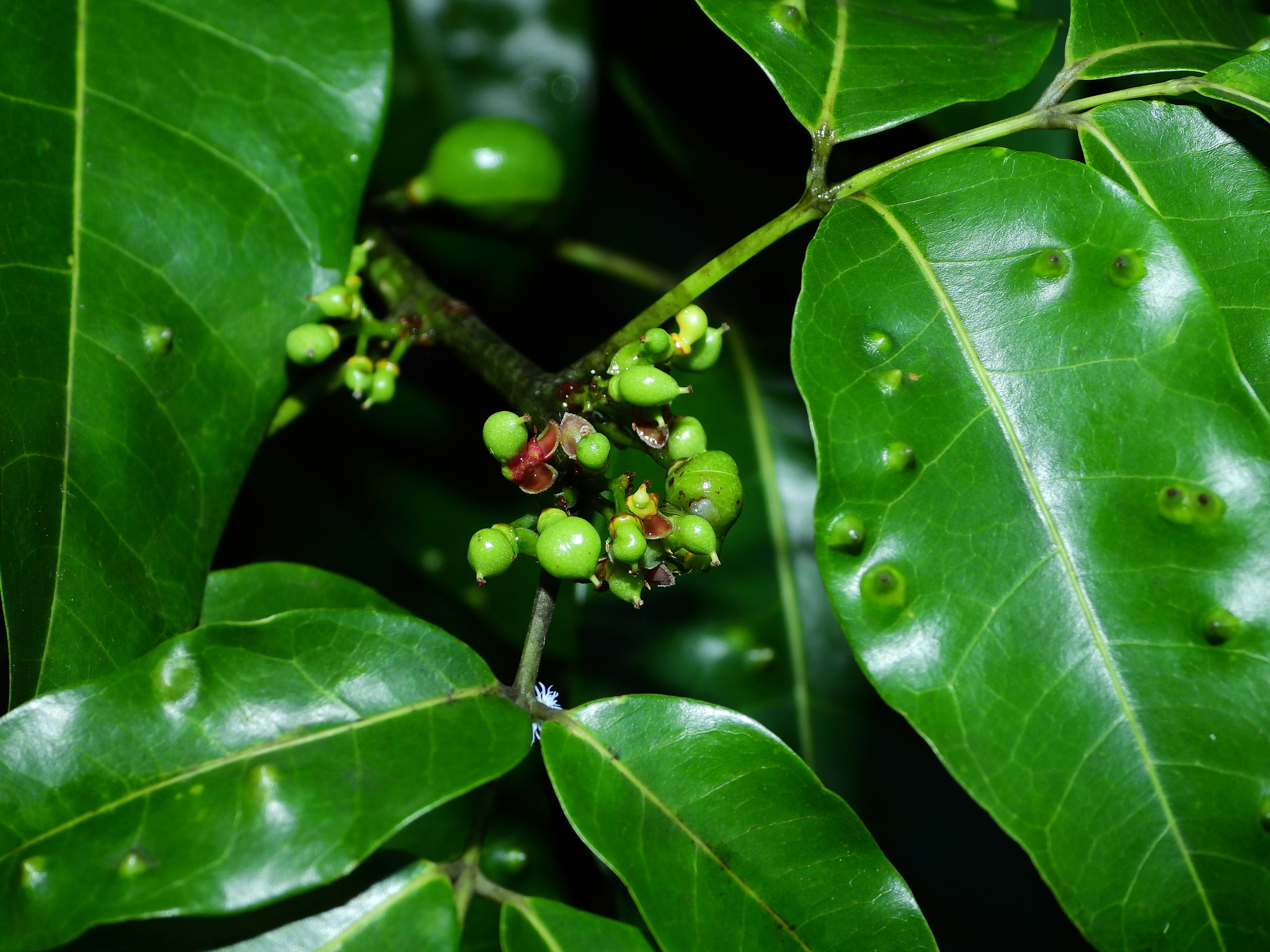 Protium heptaphyllum (Aubl.) Marchand