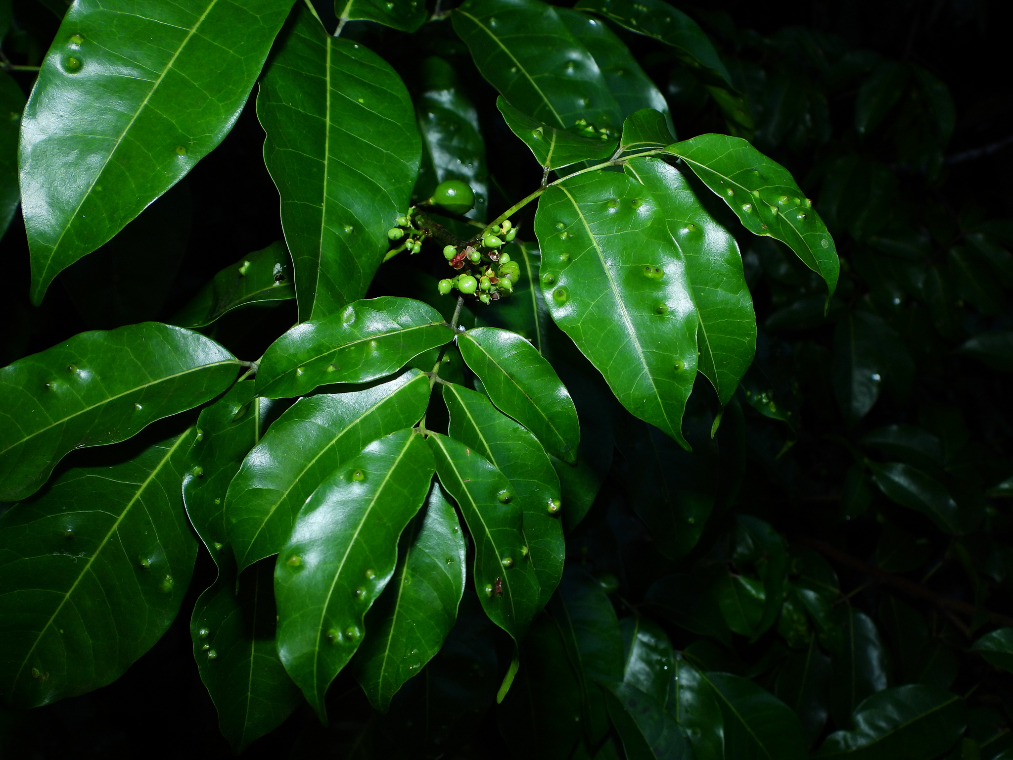 Protium heptaphyllum (Aubl.) Marchand