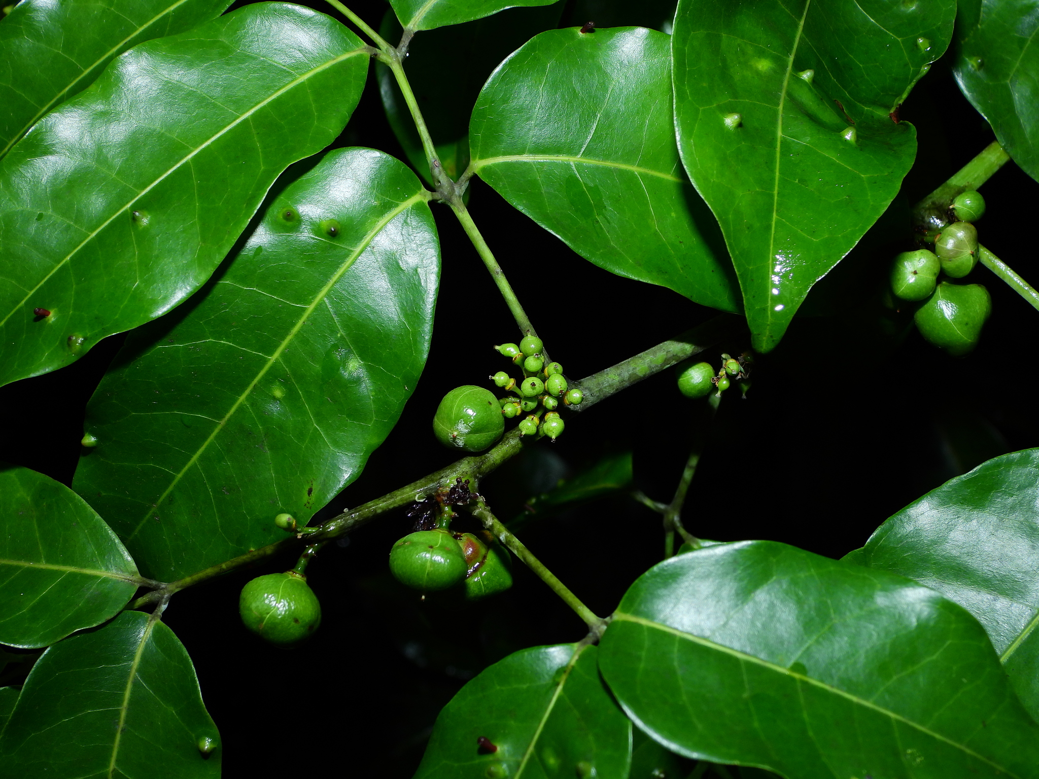 Protium heptaphyllum (Aubl.) Marchand