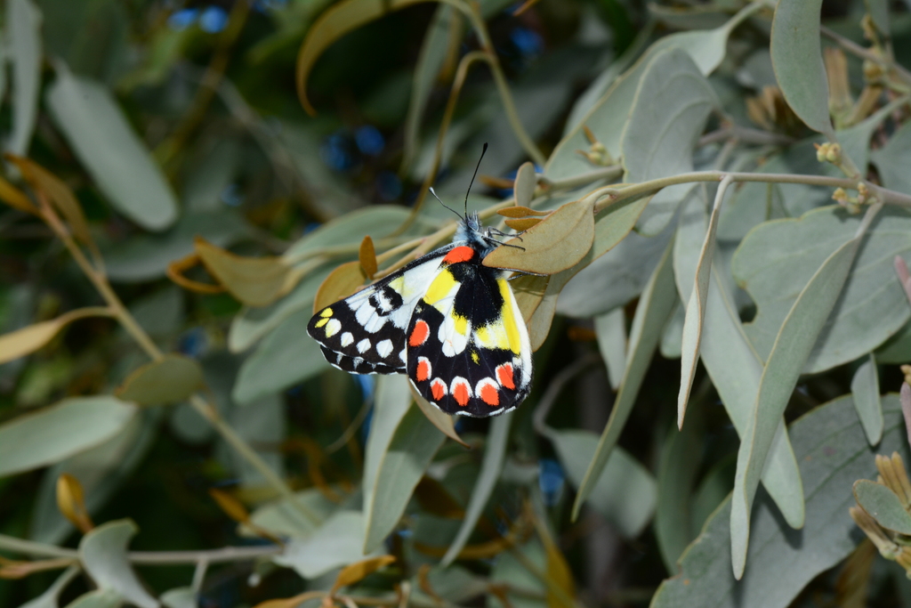 Red-spotted Jezebel from Coldstream VIC 3770, Australia on March 25 ...