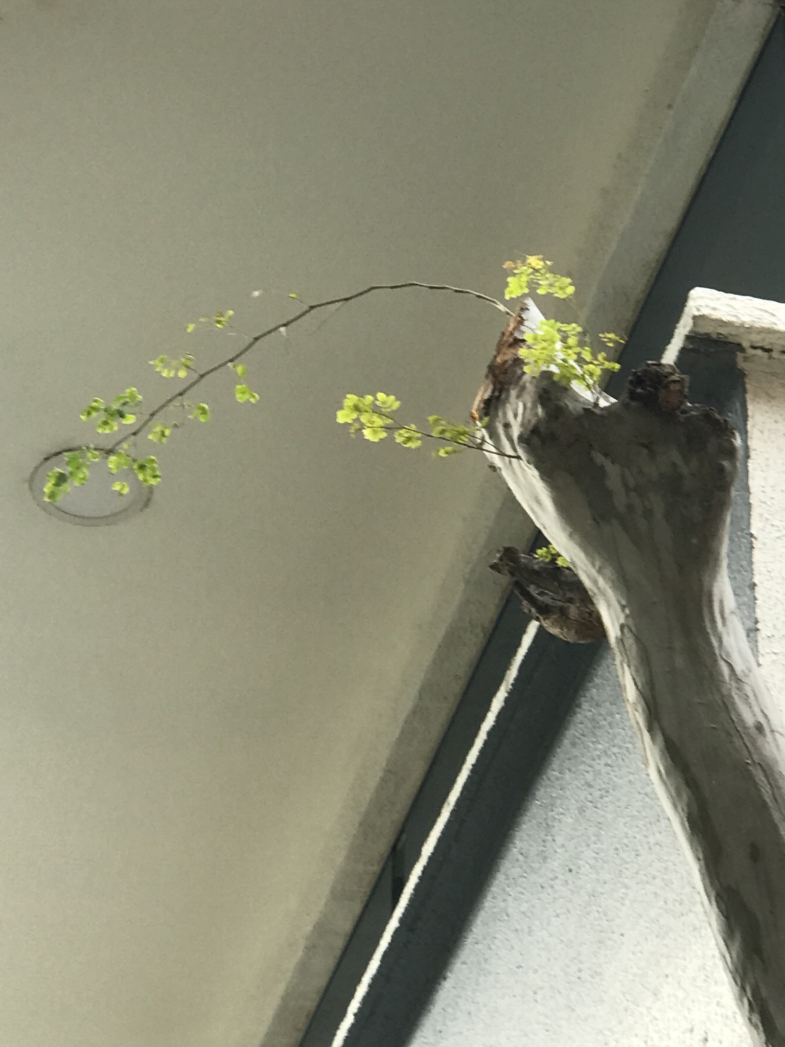 Libidibia punctata (Willd.) Britton