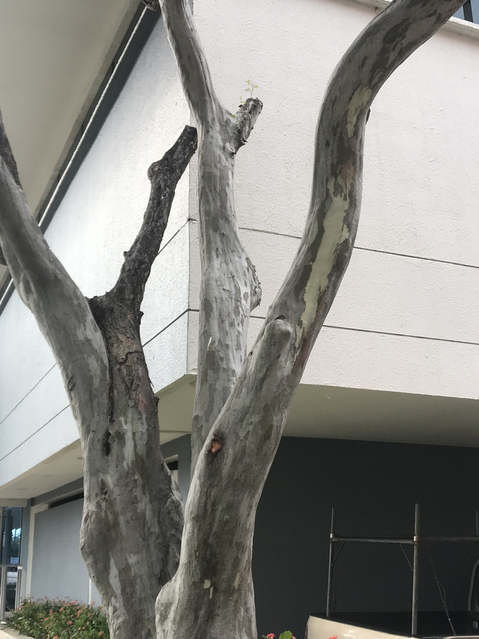 Libidibia punctata (Willd.) Britton