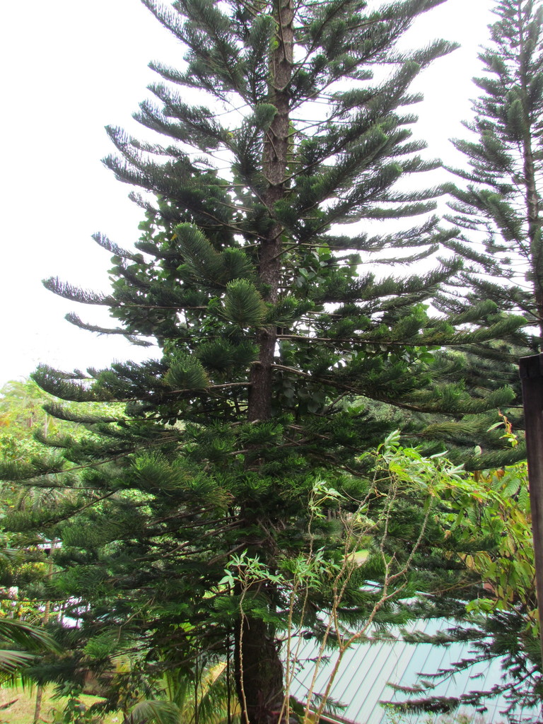 Eutacta from cap maison, St Lucia on March 29, 2022 at 10:31 PM by ...