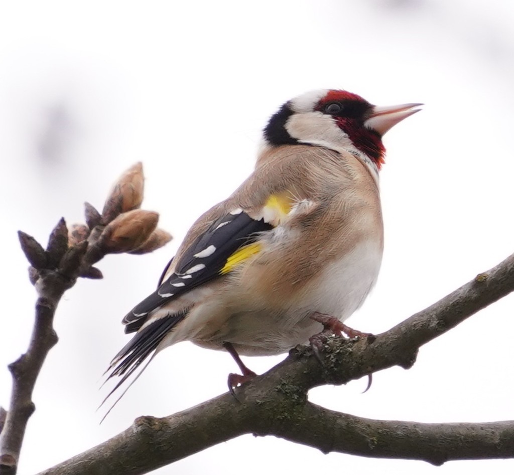 European Goldfinch from Heisdorf, Steinsel, Luxembourg on April 04 ...