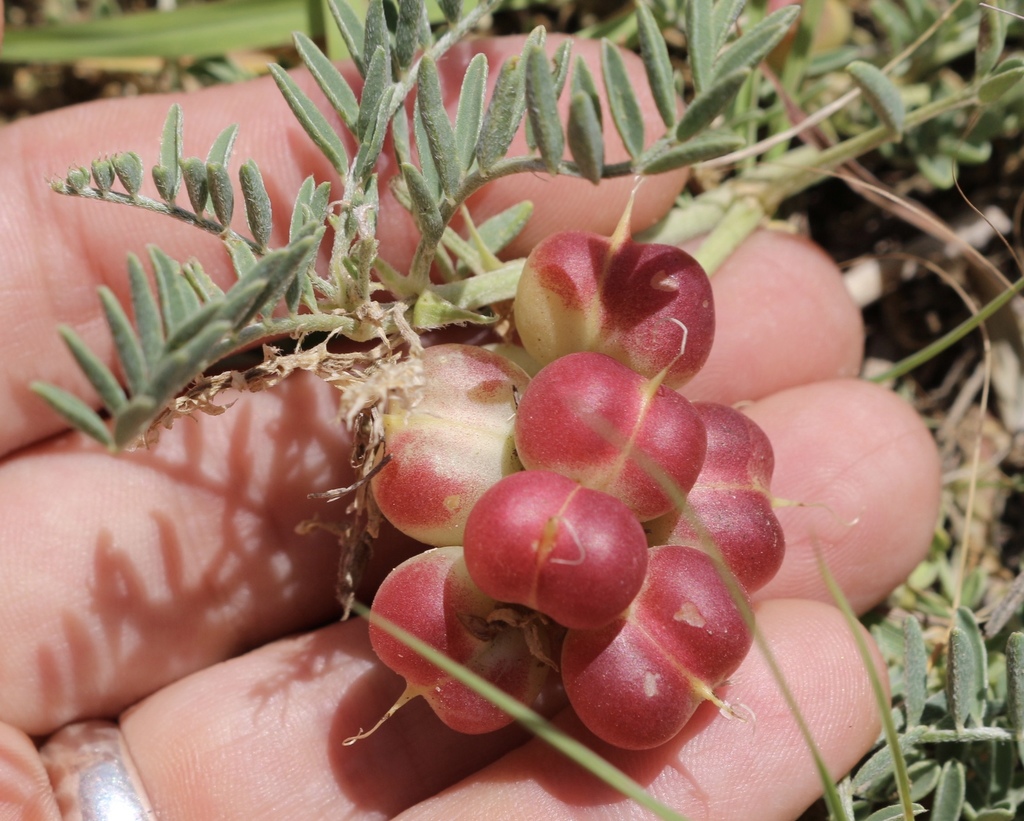 Ground-plum (Astragalus crassicarpus) - Botanical Realm