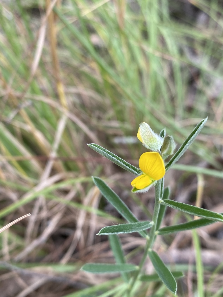 Crotalaria brevis from Wilsons Rd, Tiaro, QLD, AU on April 04, 2022 at ...