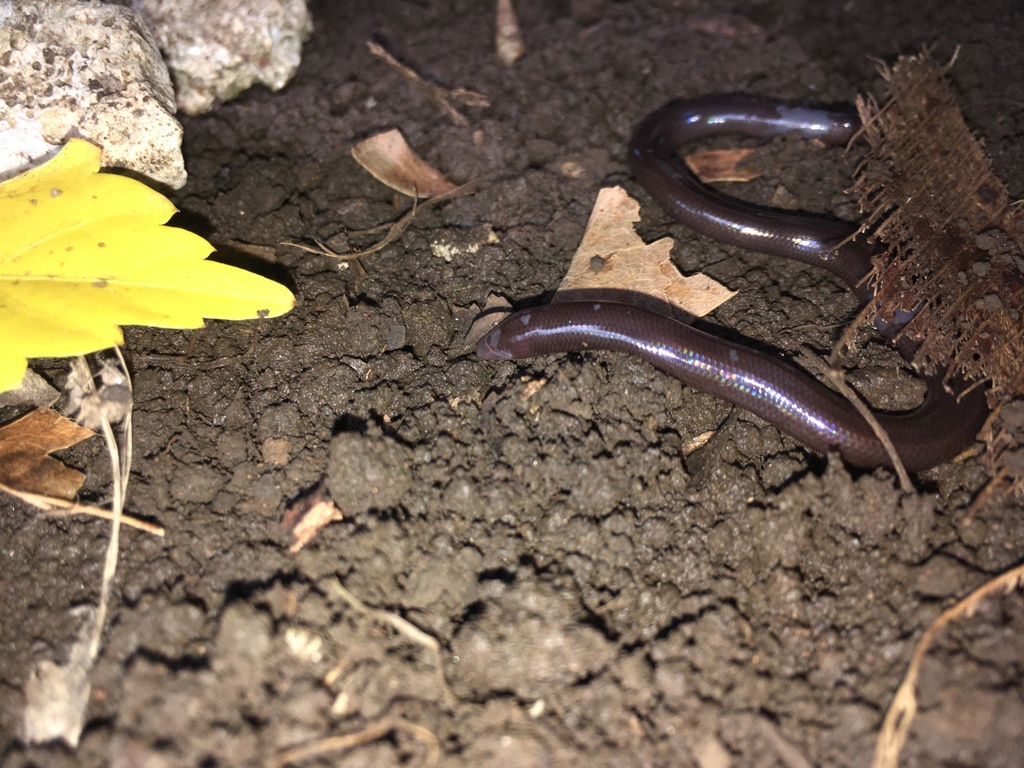 Nicobar Blind Lizard from Trerssa Island, Tarasa Island, AN, IN on ...