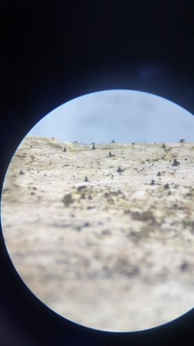 Micarea misella · iNaturalist