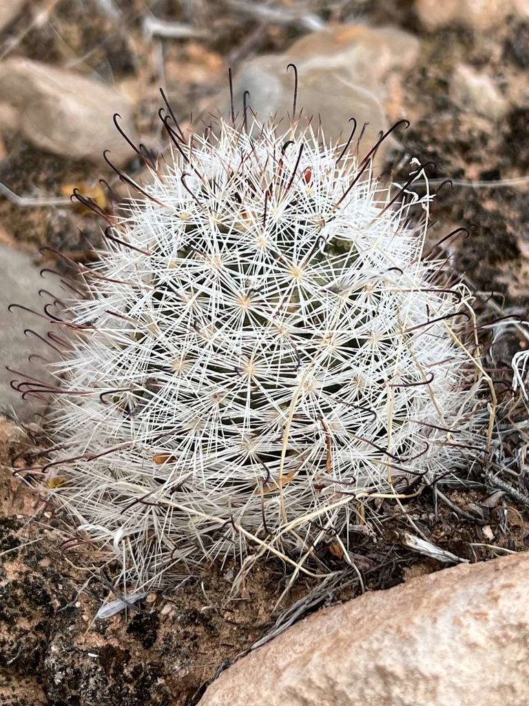 Common Fishhook Cactus in April 2022 by Gavin Noyes · iNaturalist
