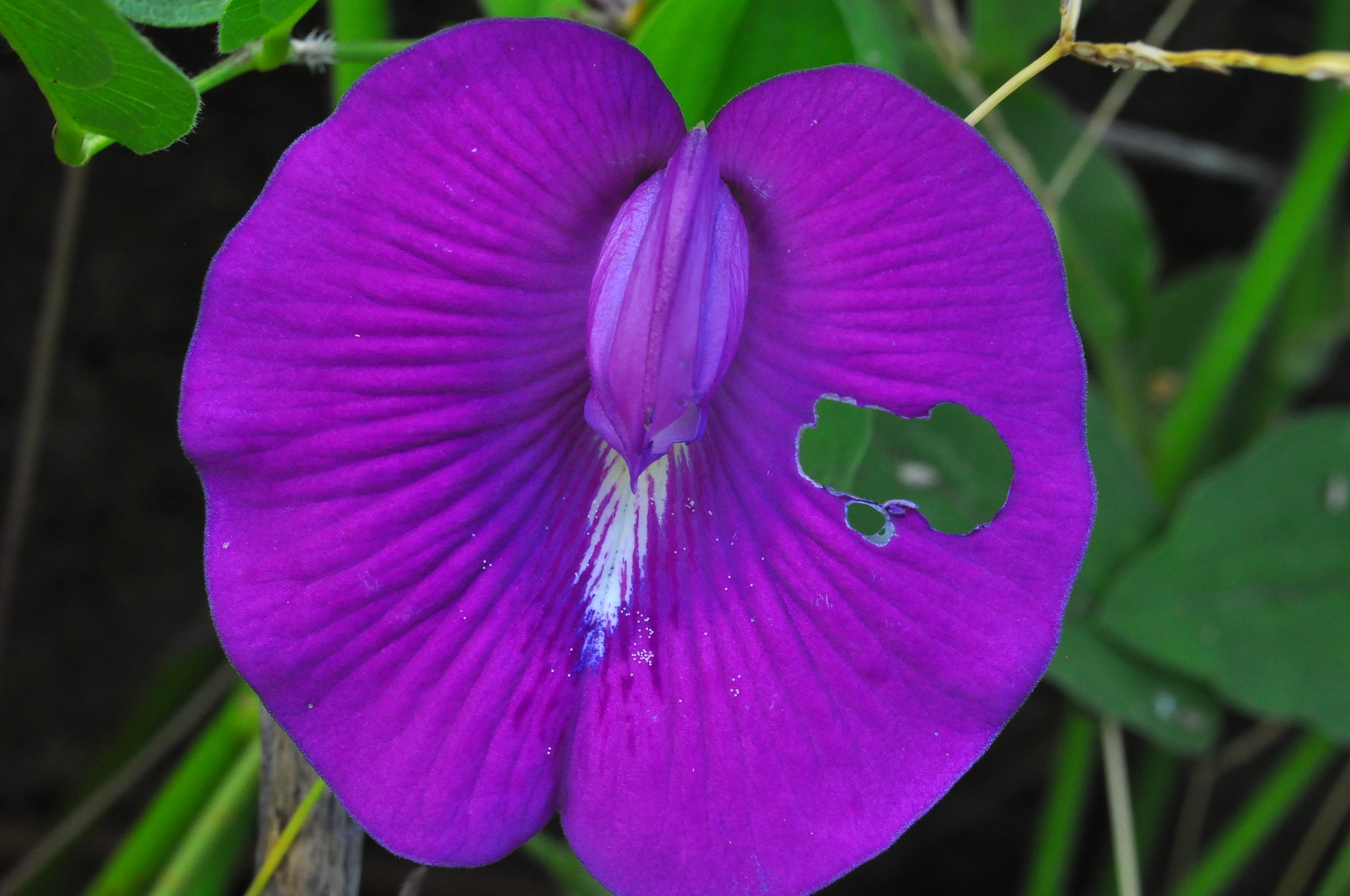 Centrosema brasilianum (L.) Benth.