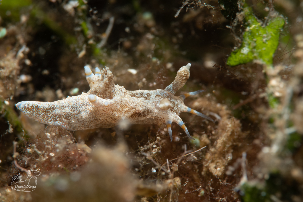 Humm's Nudibranch from Monroe County, FL, USA on April 3, 2022 at 11:34 ...