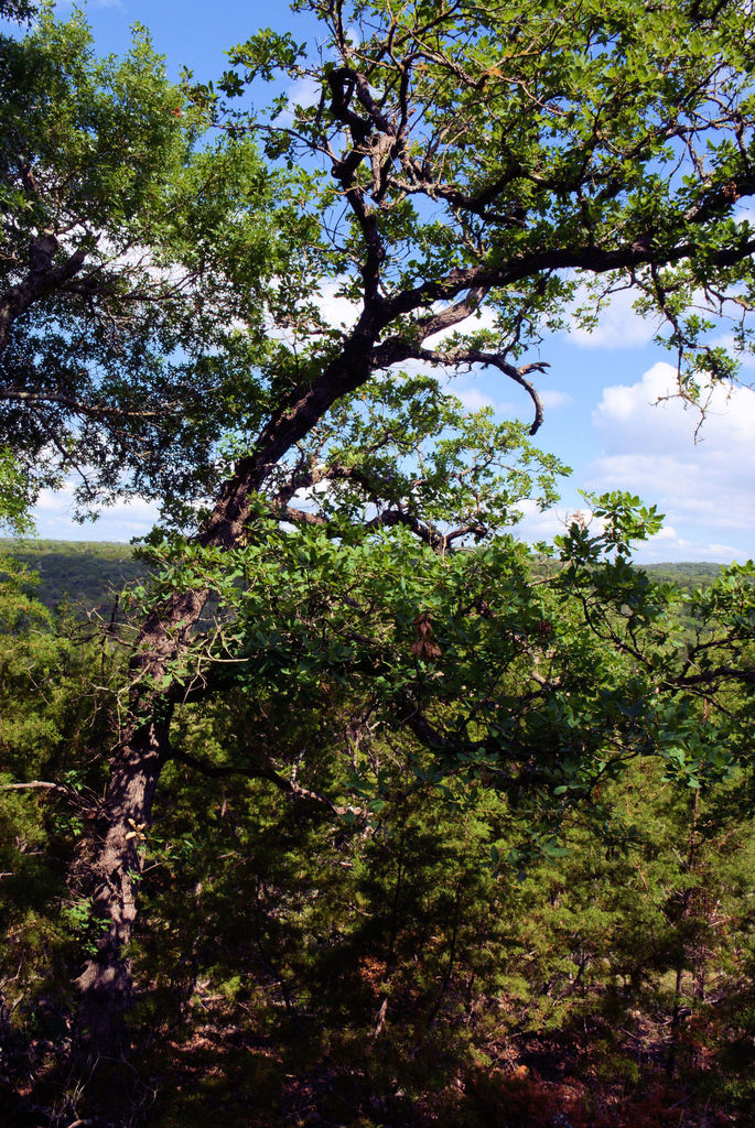 Lacey Oak from Kerr County, US-TX, US on May 23, 2018 by Ken Butler ...