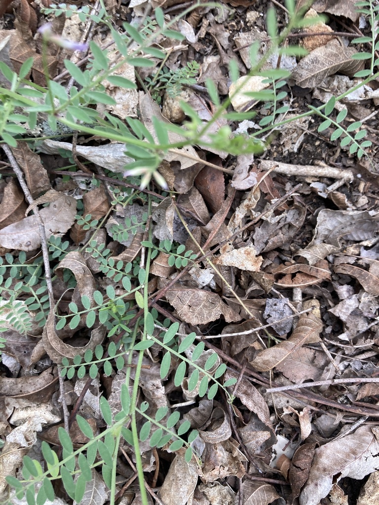 Vetches from Bell County, US-TX, US on April 04, 2022 at 09:00 AM by ...