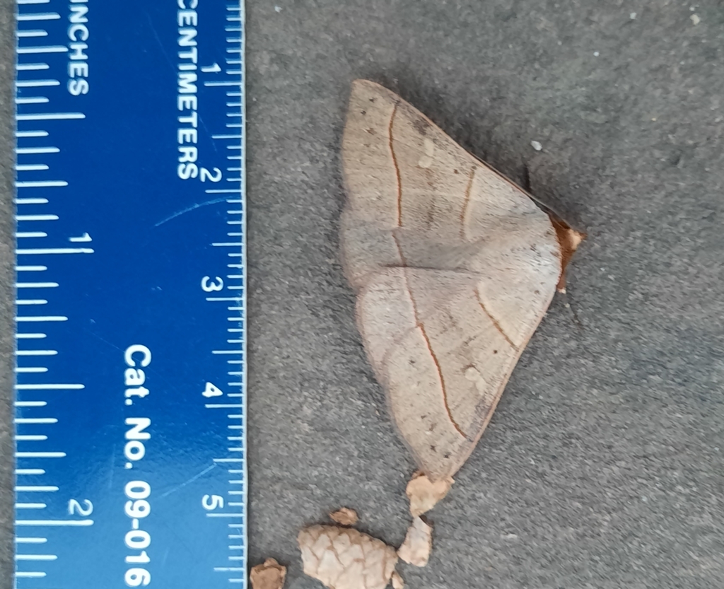 Red-lined Panopoda Moth from Kansas City on April 03, 2022 at 07:03 PM ...