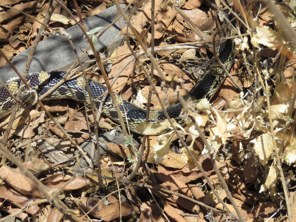 Mexican Bull Snake from Municipio de Chapala, Jal., México on April 3 ...