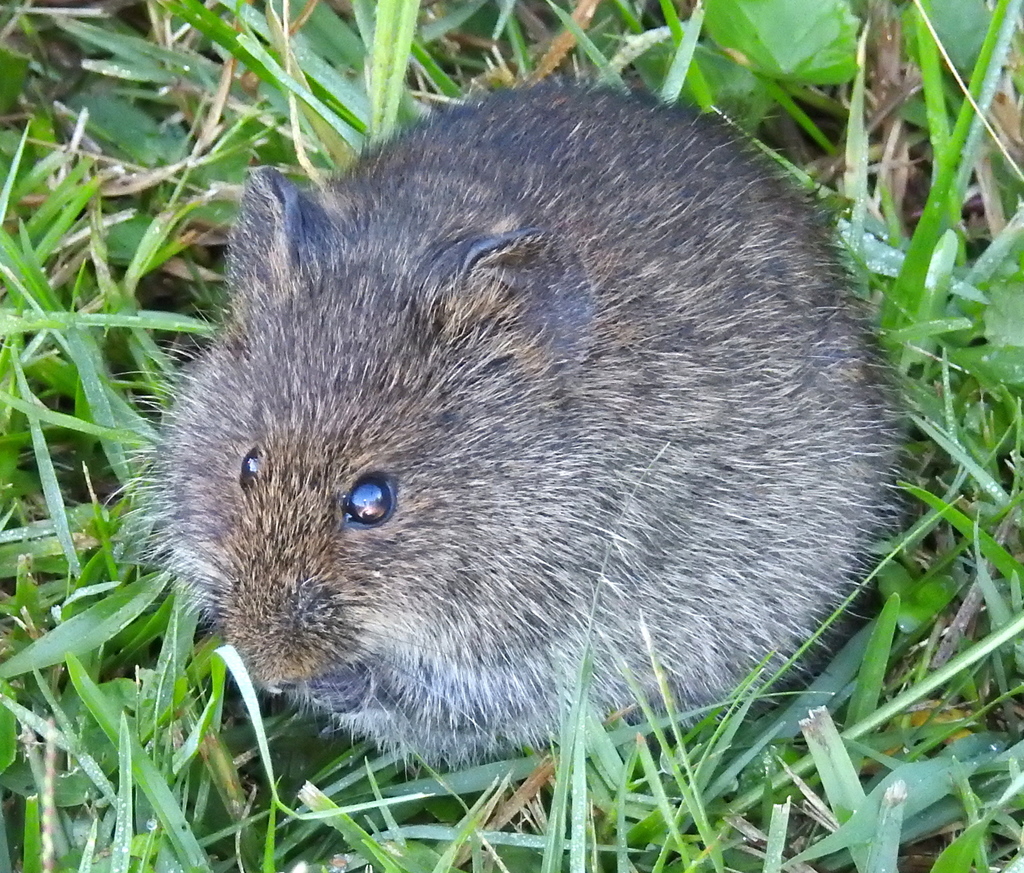 Southern Vlei Rat from Garden Route Botanical Garden on April 04, 2022 ...