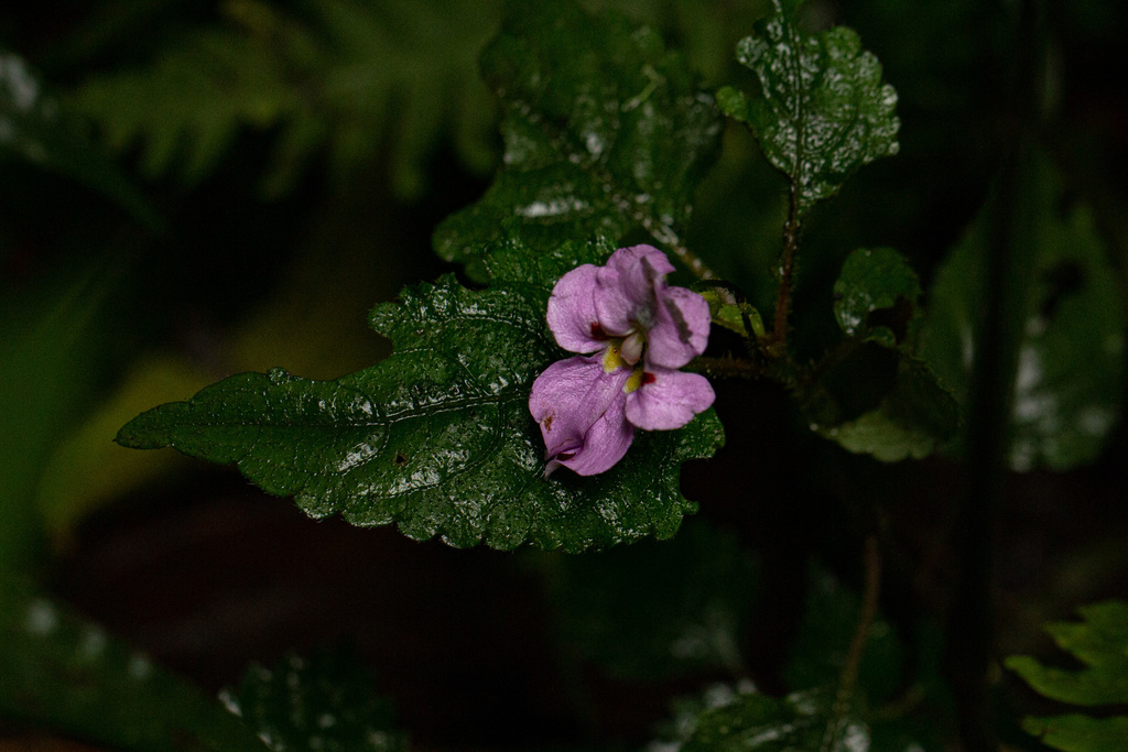 Impatiens ludewigii from Kamiranzovu trail, Nyungwe Forest National ...