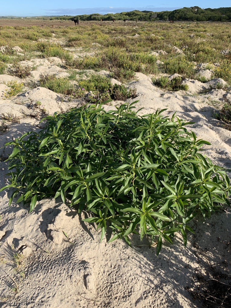 Ngaio from Bot River Lagoon, WC, ZA on April 4, 2022 at 04:46 PM by ...