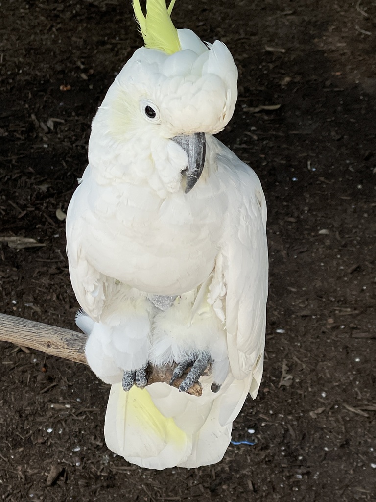 Sulphur-crested Cockatoo from Sarasota Jungle Gardens, Sarasota, FL, US ...