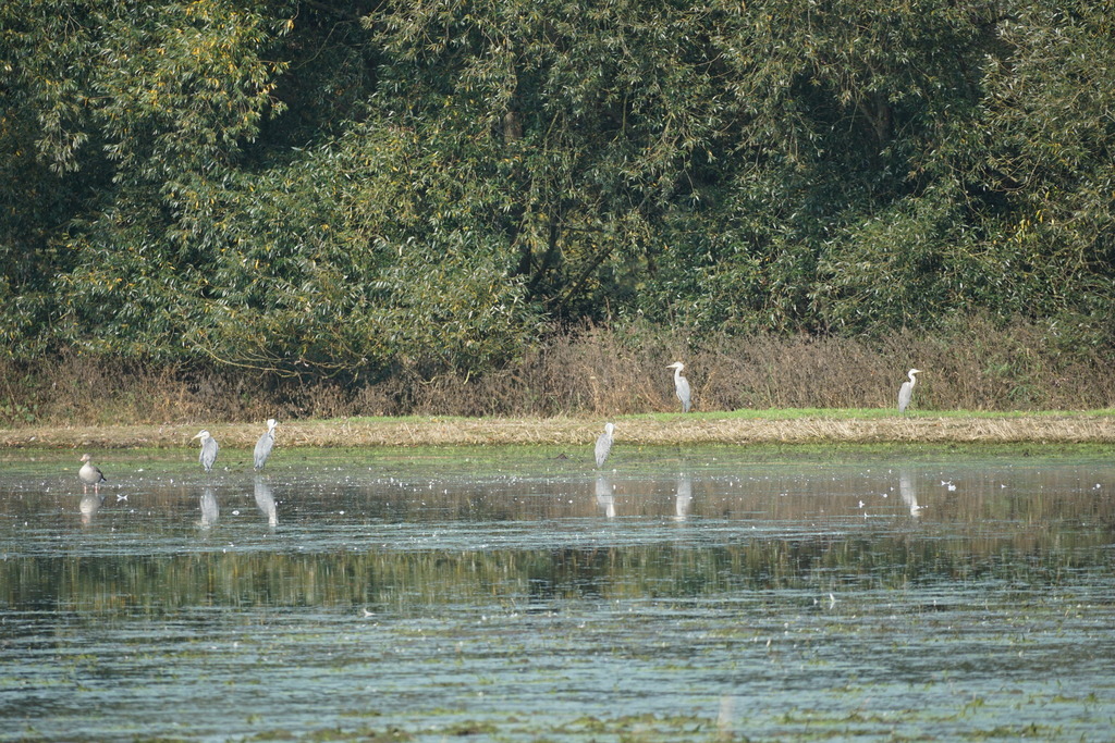 Grey Heron from Braunschweiger Rieselfelder, Deutschland on September ...