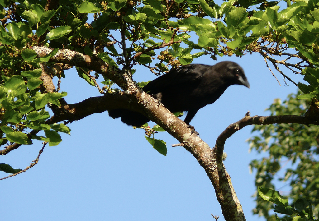 American Crow from James Bay, Victoria, BC, Canada on July 14, 2009 at ...