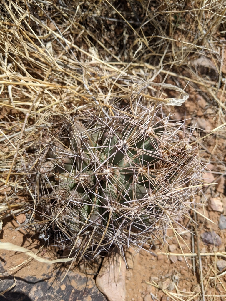 Long-tubercled Cory Cactus in April 2022 by Matt Becker · iNaturalist