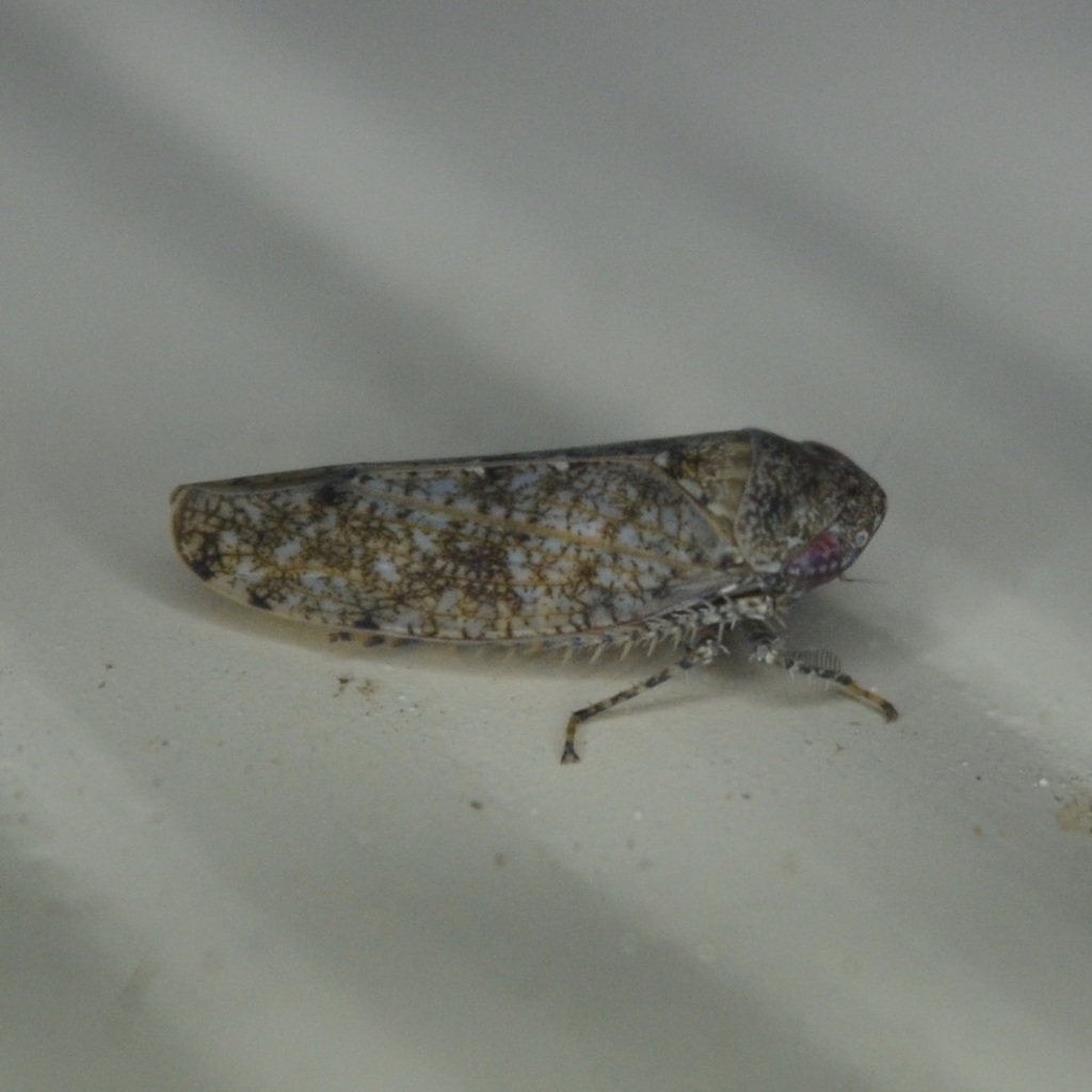 Paraphlepsius from 10608 Forestgate Pl, Glenn Dale, MD 20769, USA on ...