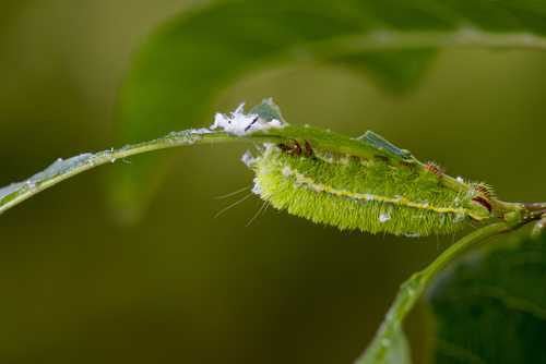 Género Rinaca · iNaturalist Mexico