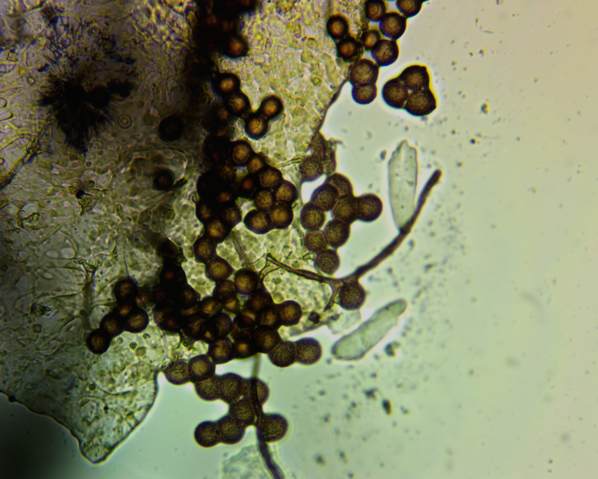 Didymium dubium Rostaf., 1874