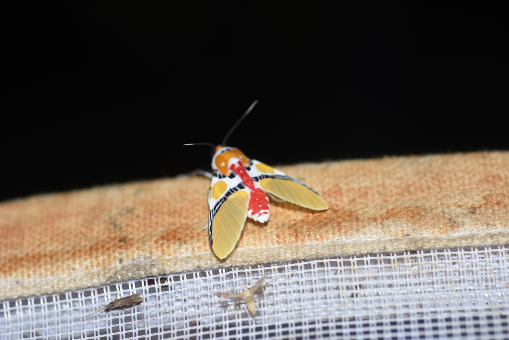 Idalus critheis from Provinz Puntarenas, Costa Rica on February 17 ...