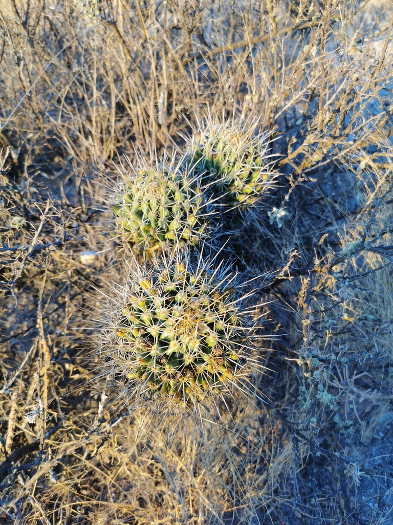 Coryphantha octacantha from El Arenal, Hgo., México on February 26 ...