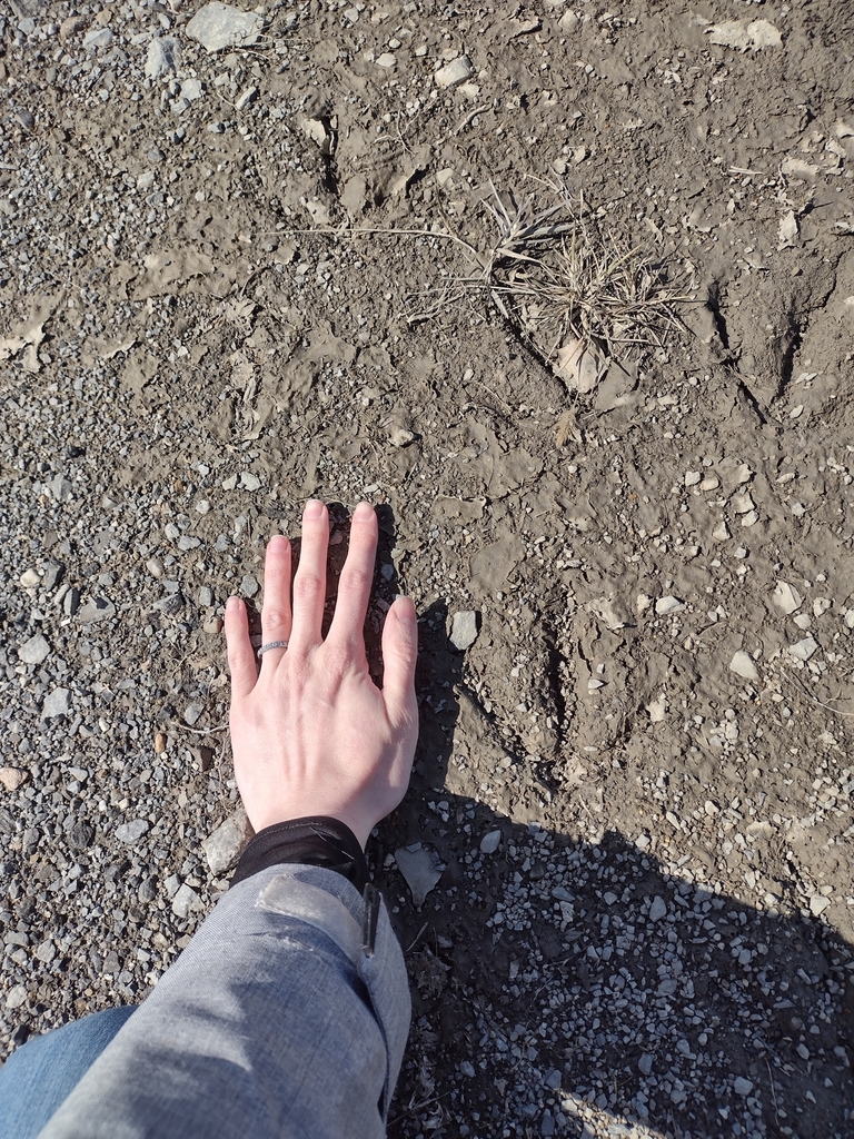 Wild Turkey from Salaberry-de-Valleyfield, QC J6S, Canada on April 04 ...