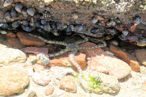Spiny Snake-like Brittlestar (Ophiocoma valenciae) · iNaturalist